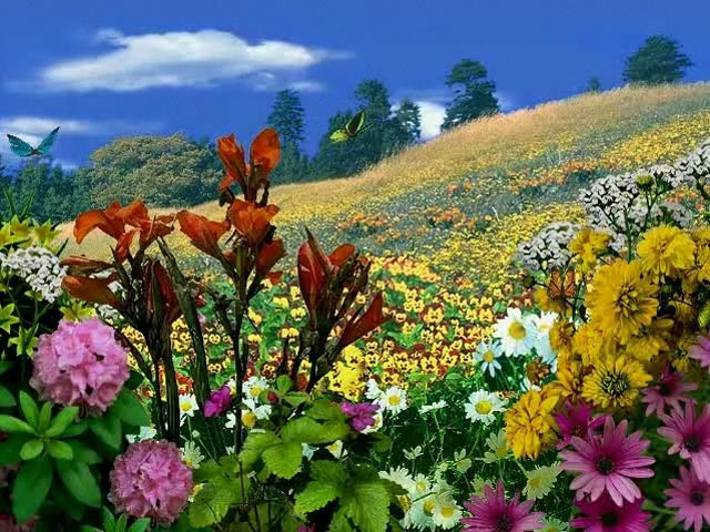 Living 3D Butterflies Screensaver ~ Wall Paper Store