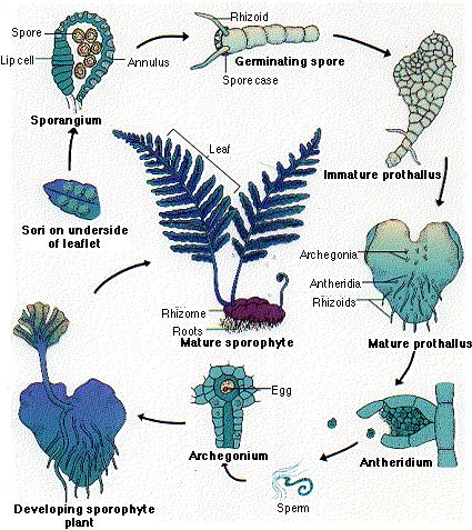 TO MY DEEPAK SIR (SHYAM S VYAS): Lesson 7: Plant Kingdom classification