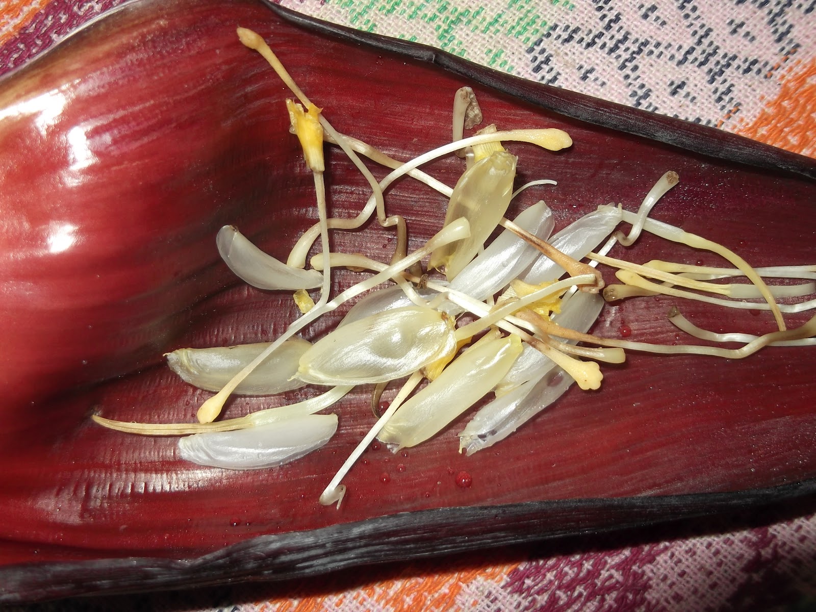 Sri's kitchen: Banana Flower curry (or) Arati puvvu kura - 1