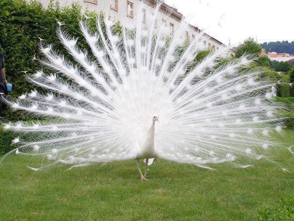 IUBESC VIATA: Animale albe