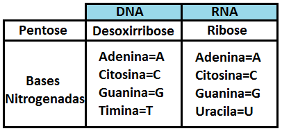 Bora Estudar: Composição Química dos Seres Vivos II