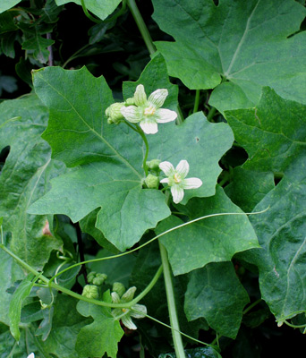 The Fern Law of Faery: White Bryony
