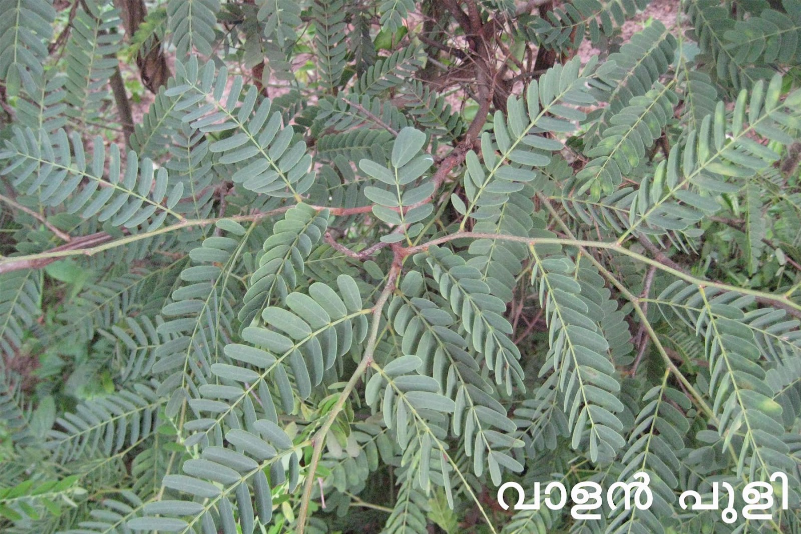 Ayurvedic Medicinal Plants in Kerala