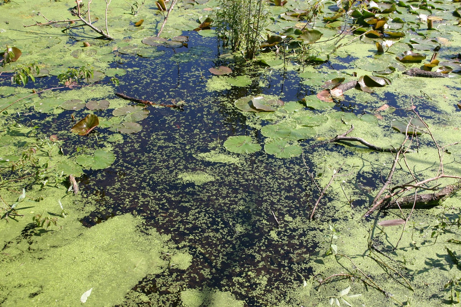 My Temple of Nature: Mini Marsh