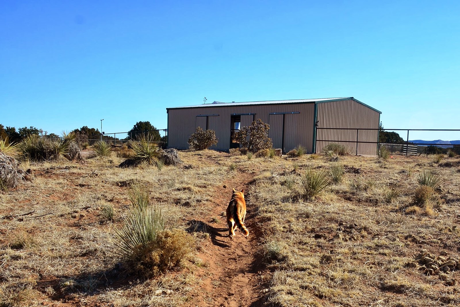 The 7MSN Ranch: The mighty hunter is a scaredy cat