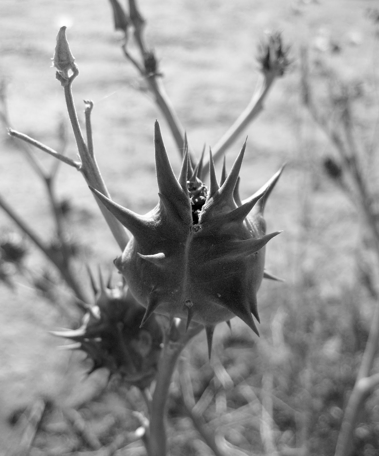 Living Rootless: New Mexico: Goat Heads! Poison Plants!