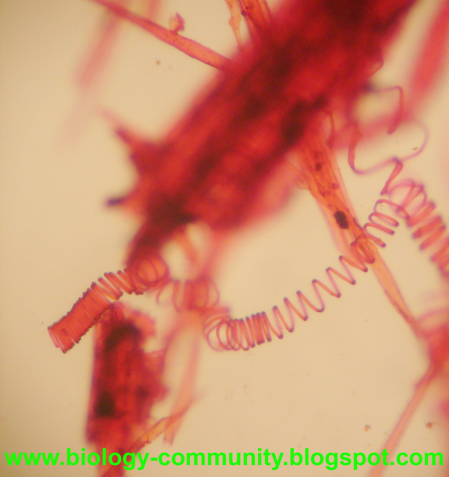 Preparat Maserasi - Generasi Biologi