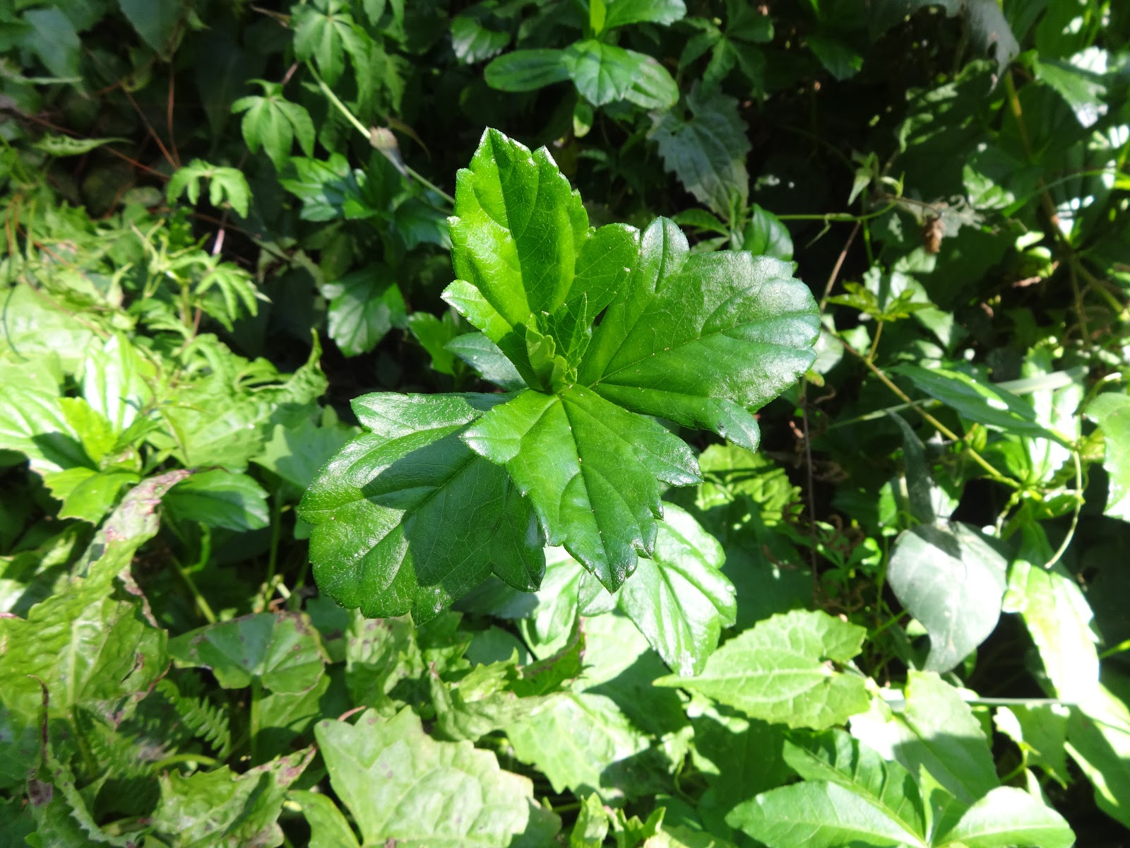 Herbs from Distant Lands: Wedelia - Wedelia chinensis - trilobata ...