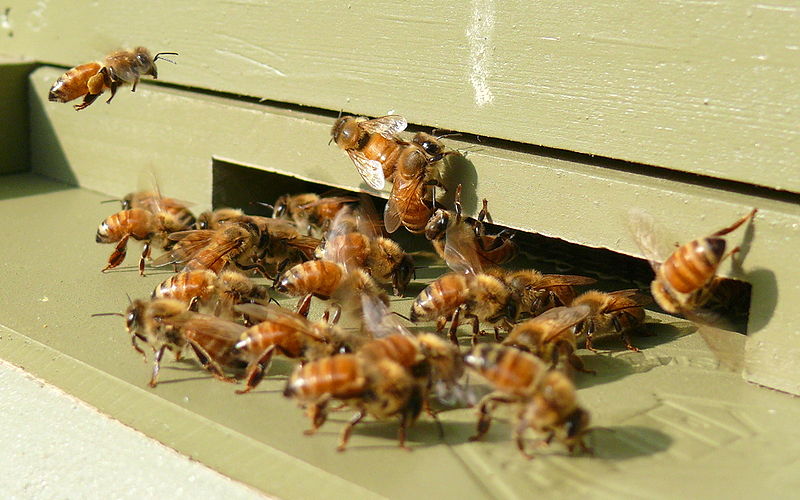 The Mermaid's Tale: Make a bee-line for truly important research!