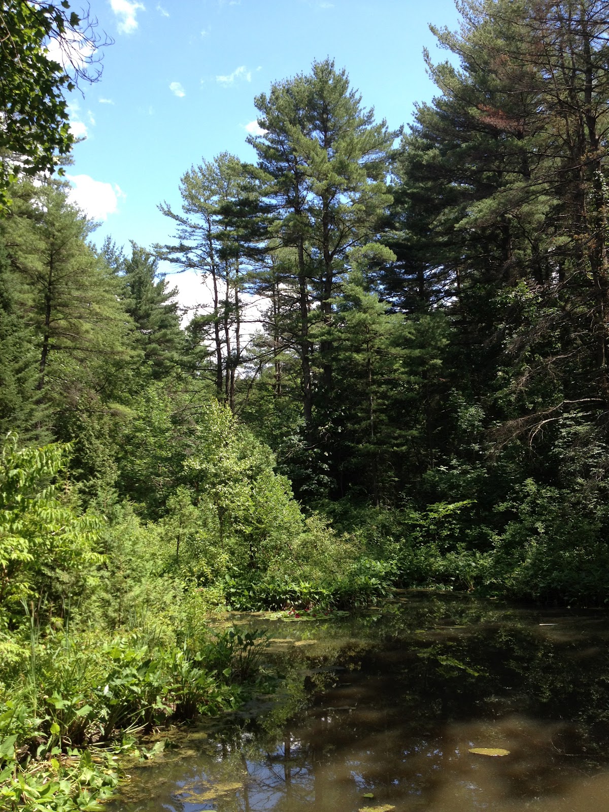 PINE HOLLOW ARBORETUM: SUMMERGREEN
