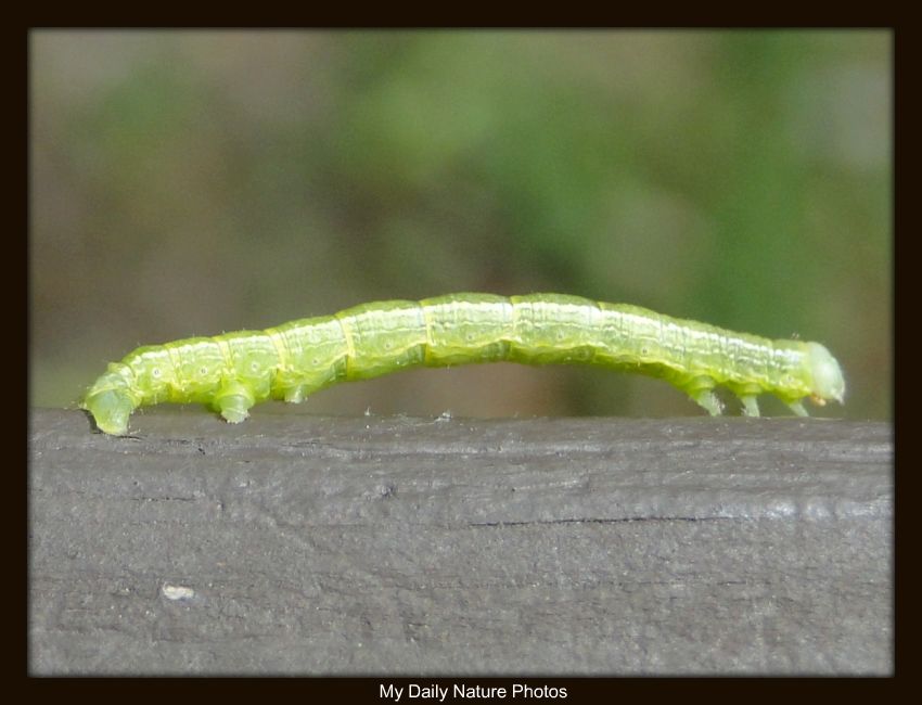 Green Inchworms