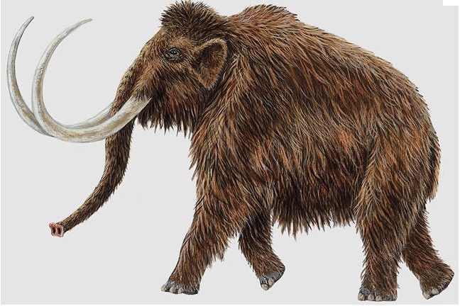 WHy COURT MAMMOTH? | Seminit Bersama Zwan