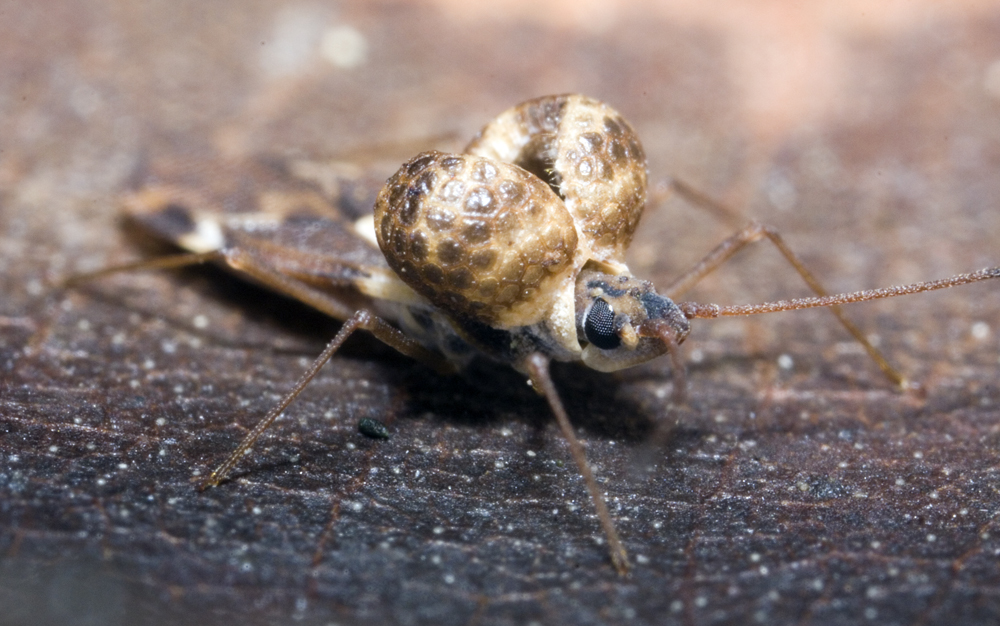 Real Monstrosities: Lace Bug