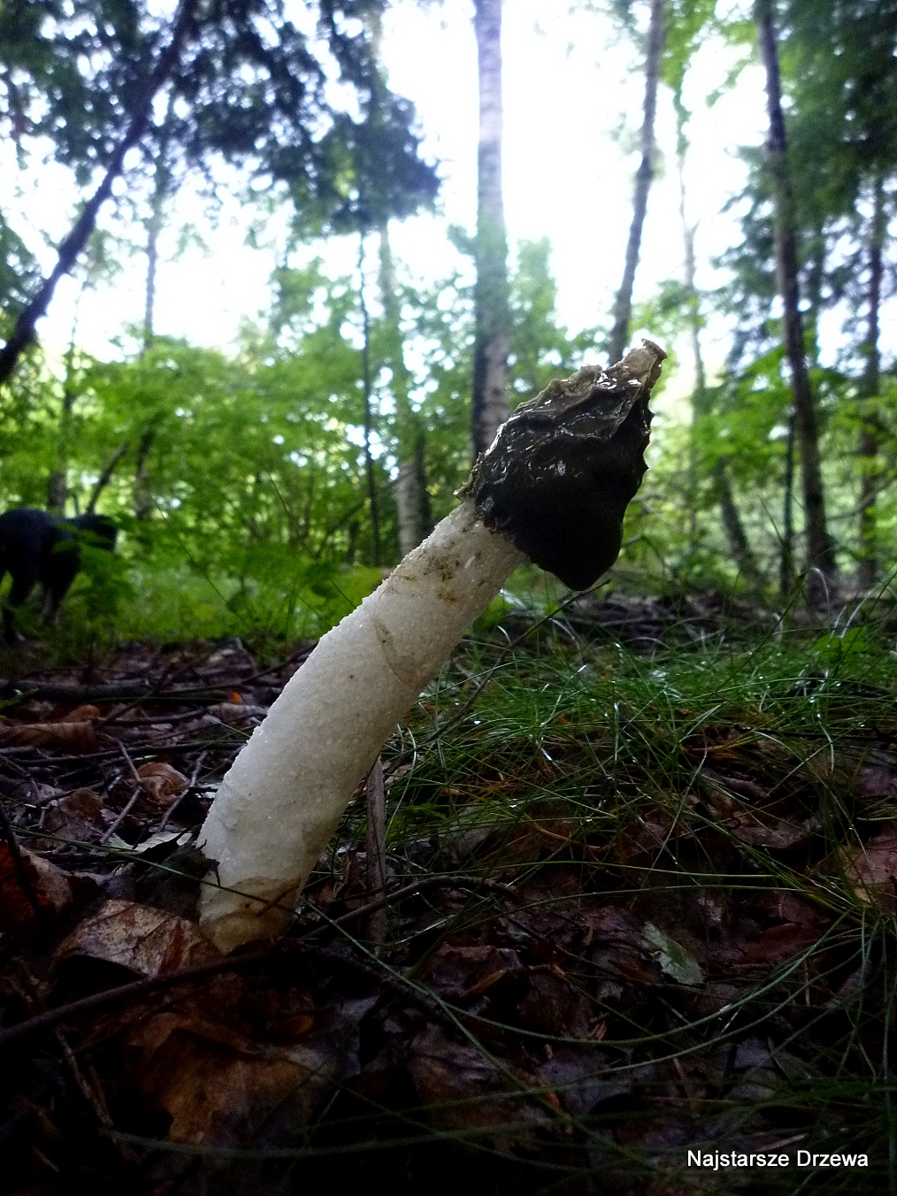 Oldest Trees Najstarsze Drzewa: Sromotnik bezwstydny (Phallus impudicus)