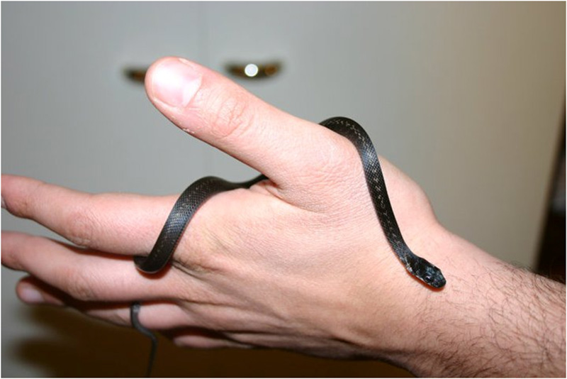 Zamenis persica - Persian Rat Snake