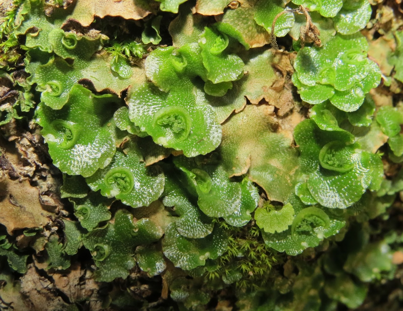 El Zorzal Charro: Plantas criptógamas de Ledesma (II)