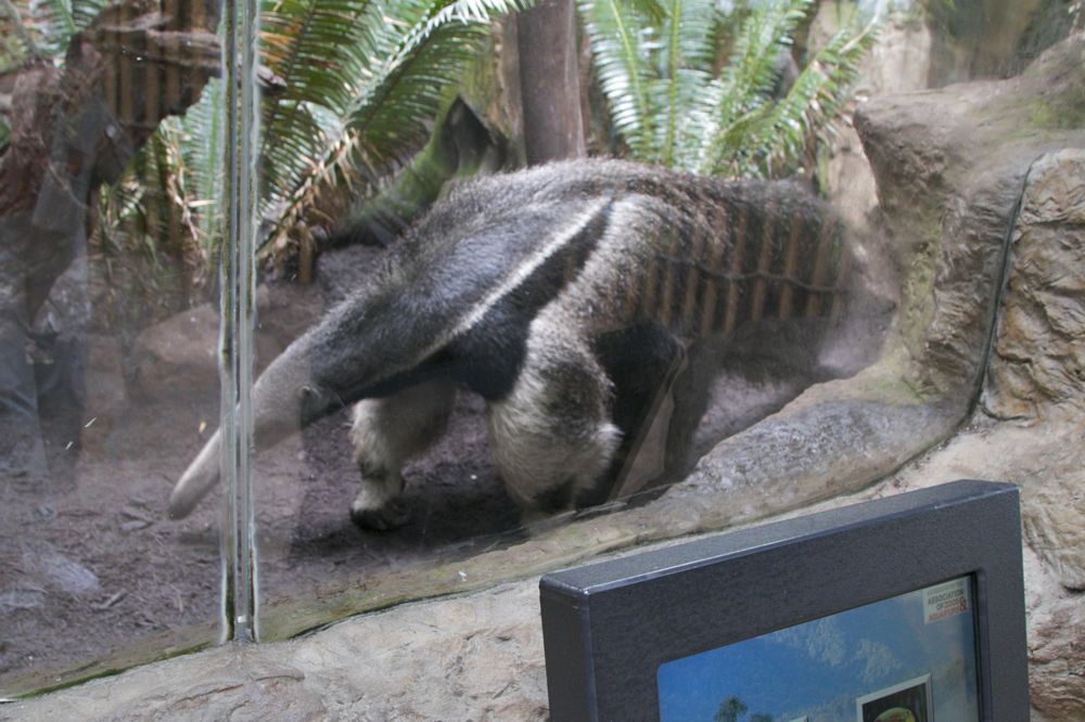 See-Dub: Dallas day trip, part 2: Dallas World Aquarium.