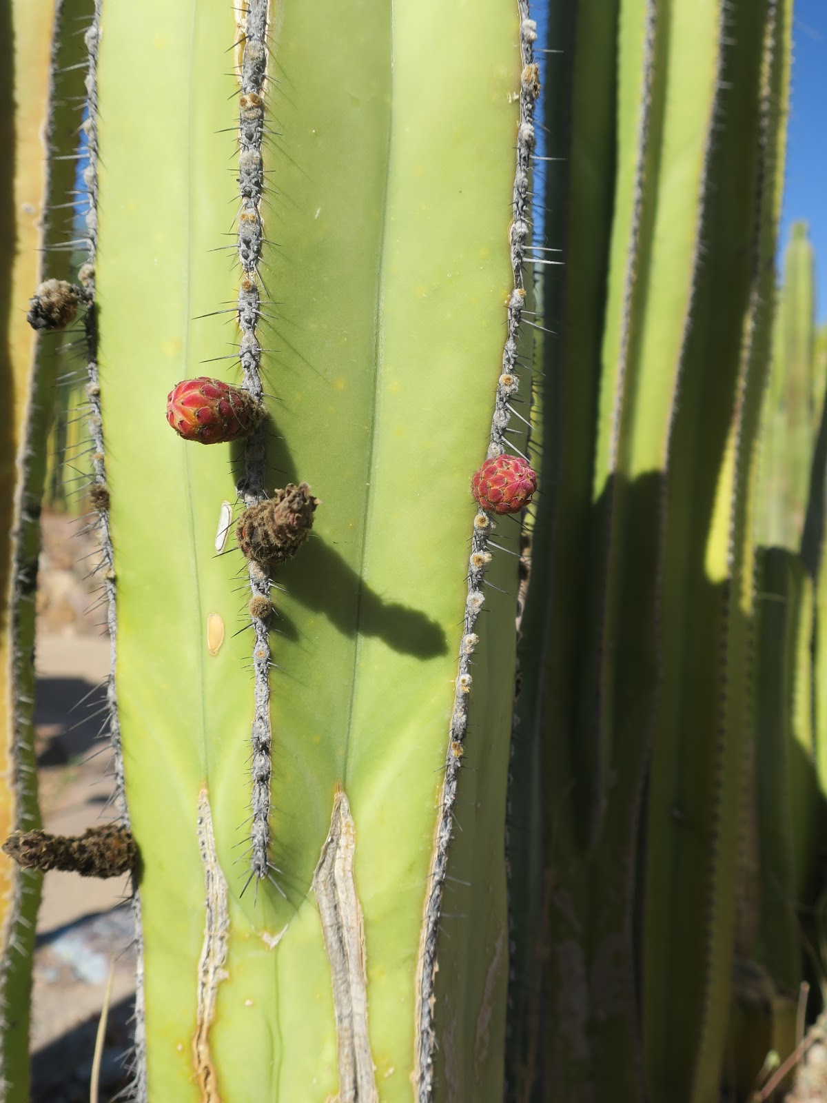 Living Rootless: Tucson, AZ: Tohono Chul: Cactus Shadow Study Living Rootless: Tucson, AZ: Tohono Chul: Cactus Shadow Study
