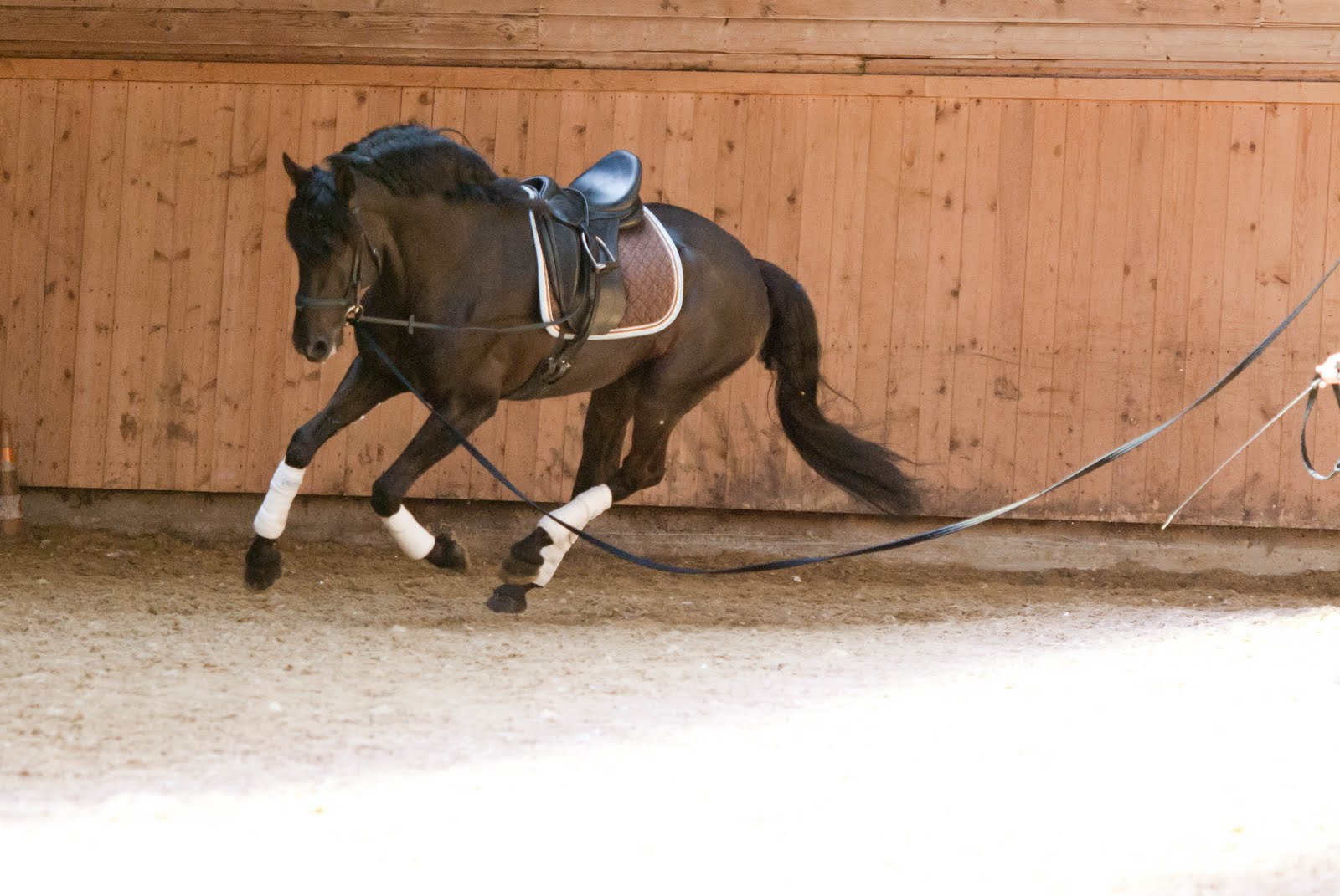 Equestrian Ink: Introducing Qrac de la Font