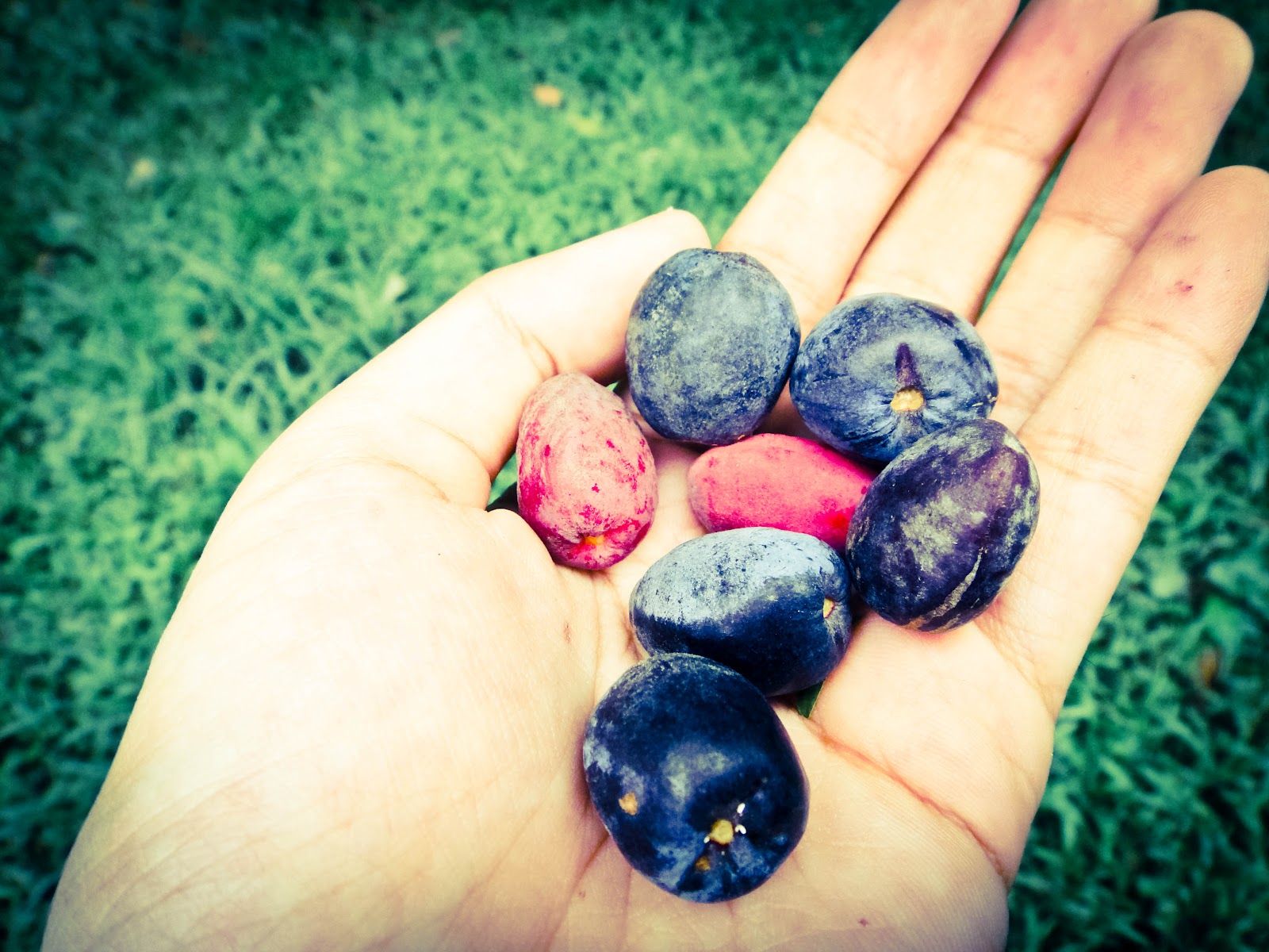 Kalumpit Fruit Health Benefits at Angel Singleton blog