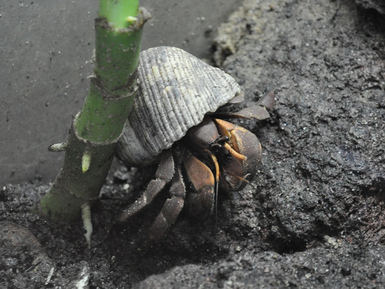 ZOOTOGRAFIANDO (6.096 ANIMALS): CANGREJO ERMITAÑO CARIBEÑO / CARIBBEAN ...