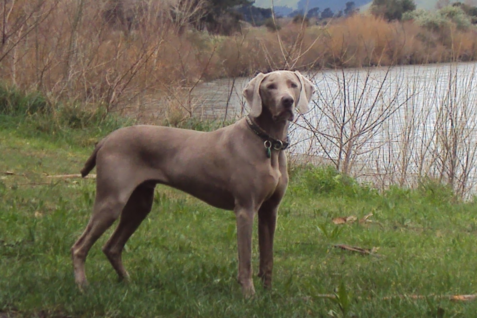 Weimaraner | WIKI PERROS