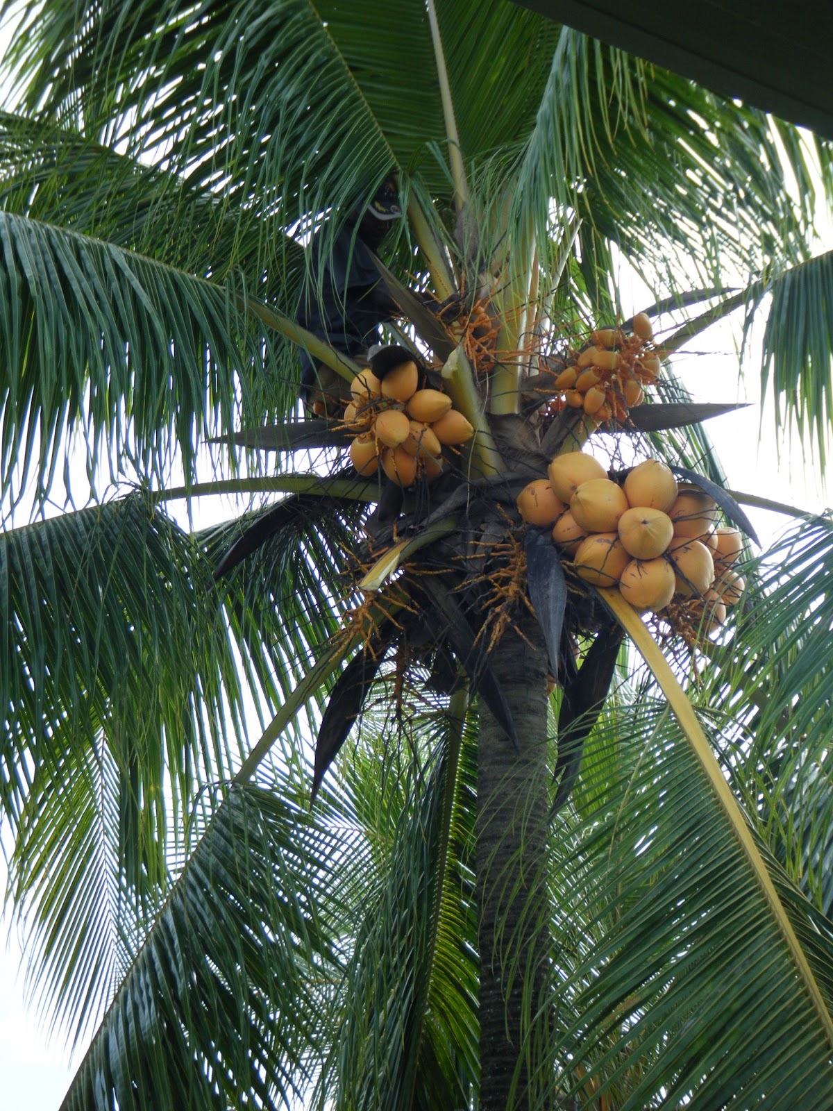 Liklik Stori PNG: Two weeks in Madang- our first taste of life in PNG