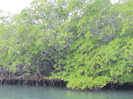 GEONOTA: Los especiales manglares