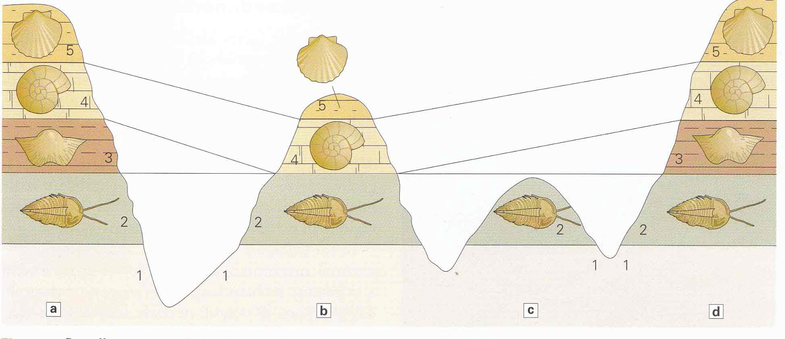 scienze e scienze: ELEMENTI DI STRATIGRAFIA