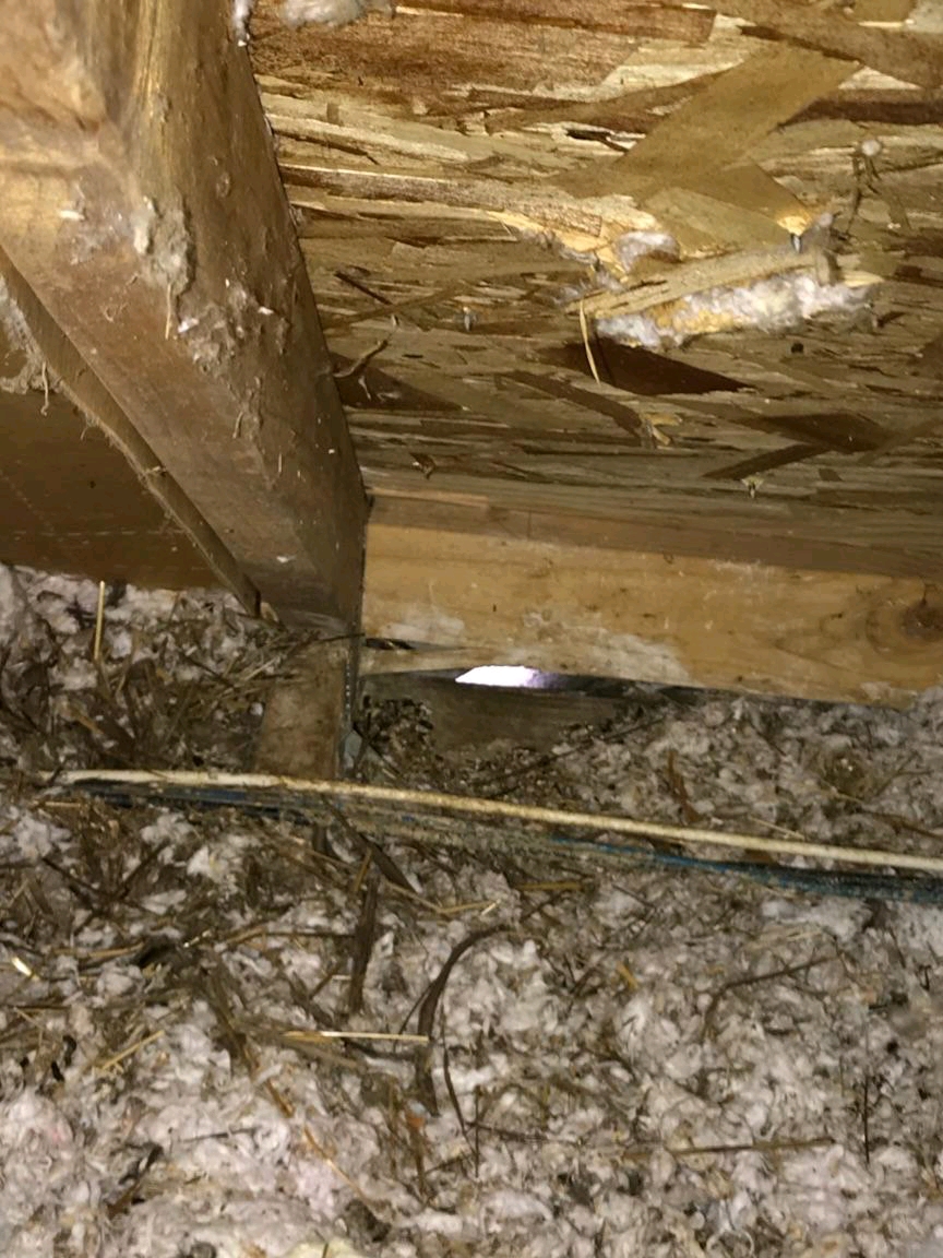 Renton pest control: Rats,Mice,Mouse,Squirrel,Rodents, Removal Control ...