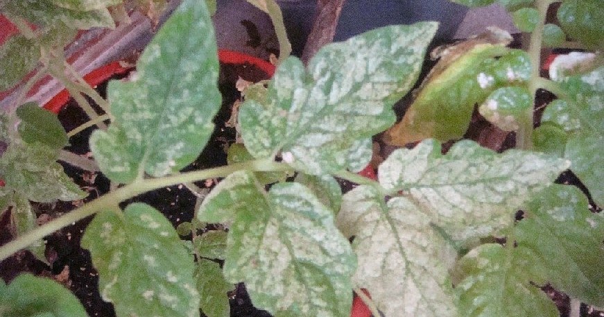 Enfermedades del Tomate: Cenicilla del tomate. (Leveillula taurica).