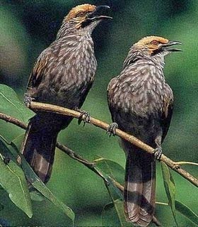 Budidaya Burung: Mengenal Lebih Erat Burung Cucak Rawa (Cucak Rowo ...