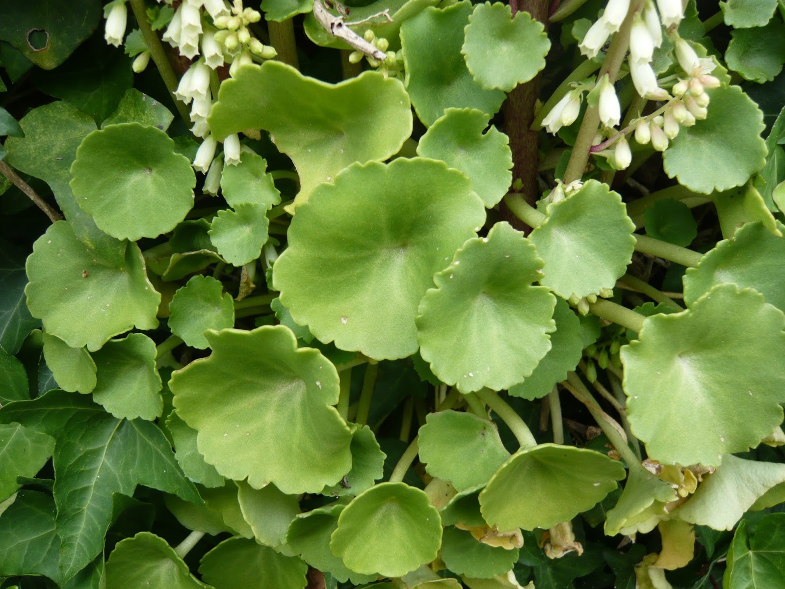 JARDINS DE SANTÉ: OMBILIC
