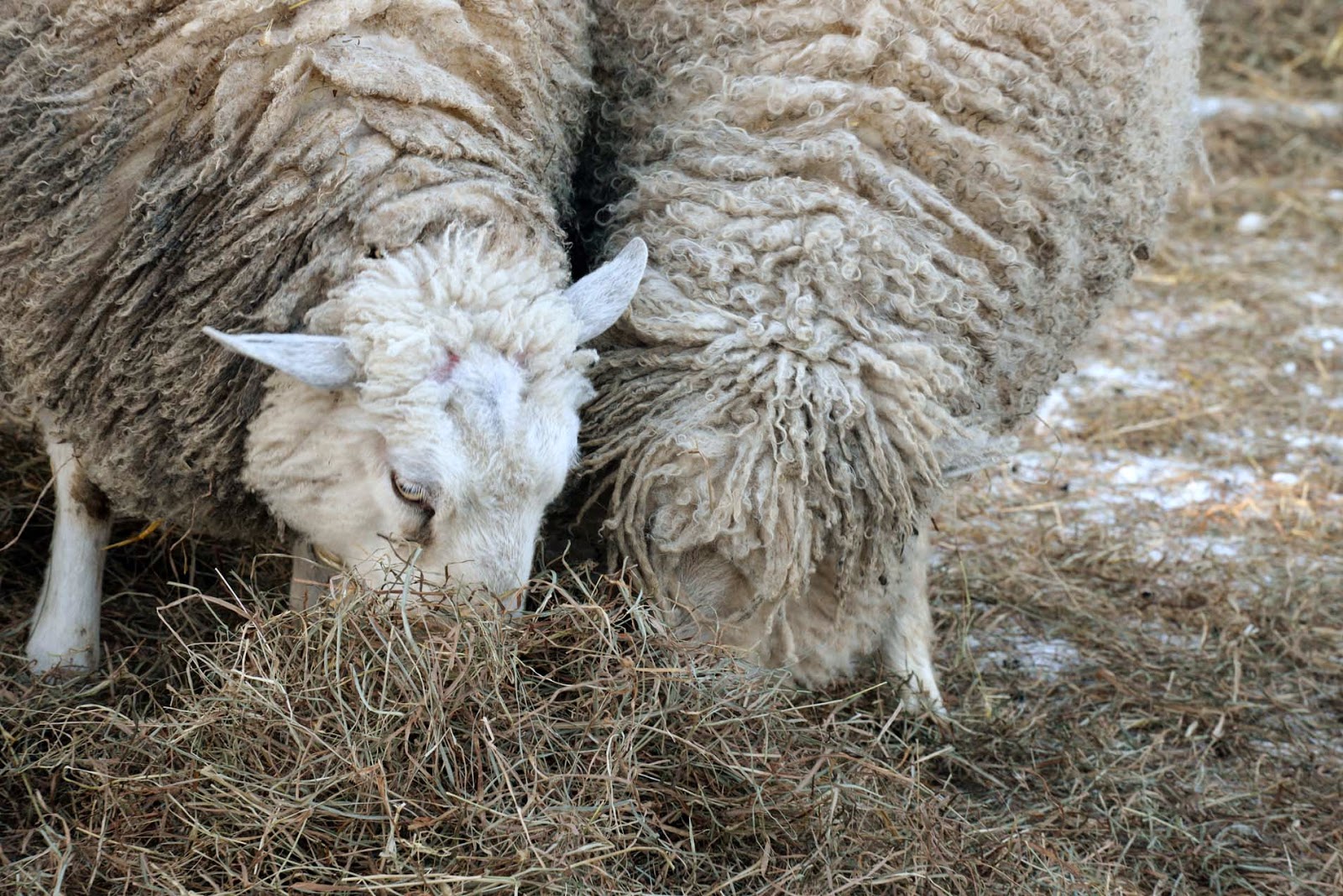 Punkin's Patch: Grumpy Old Men