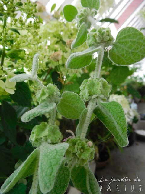 Le Jardin de Darius: ça ballote, ça ballotte