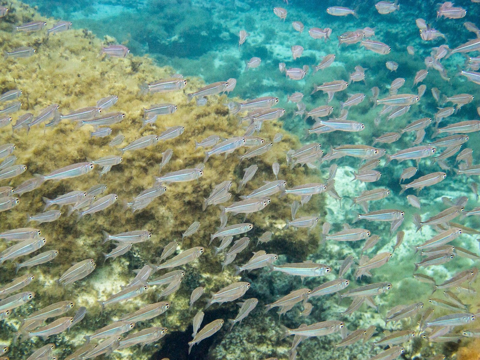 Scuba Tech Diving Centre, Cyprus: My Favourite Cyprus Dive Site