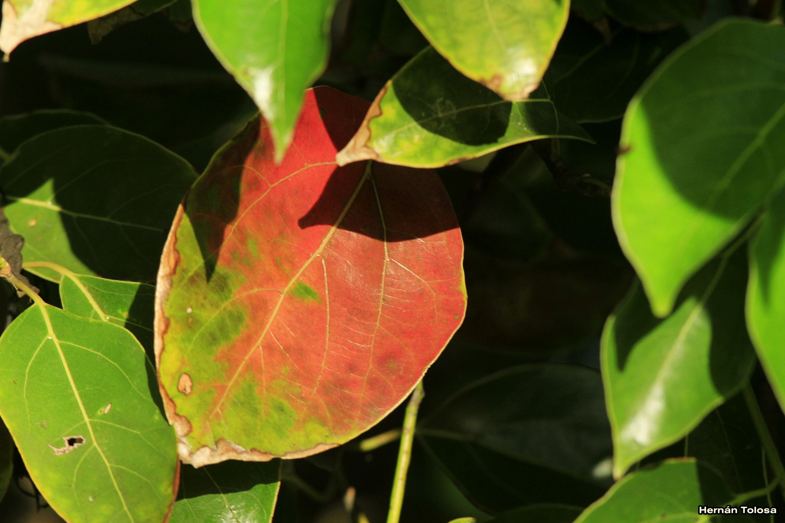 Flora Bonaerense: Alcanforero (Cinnamomum camphora)
