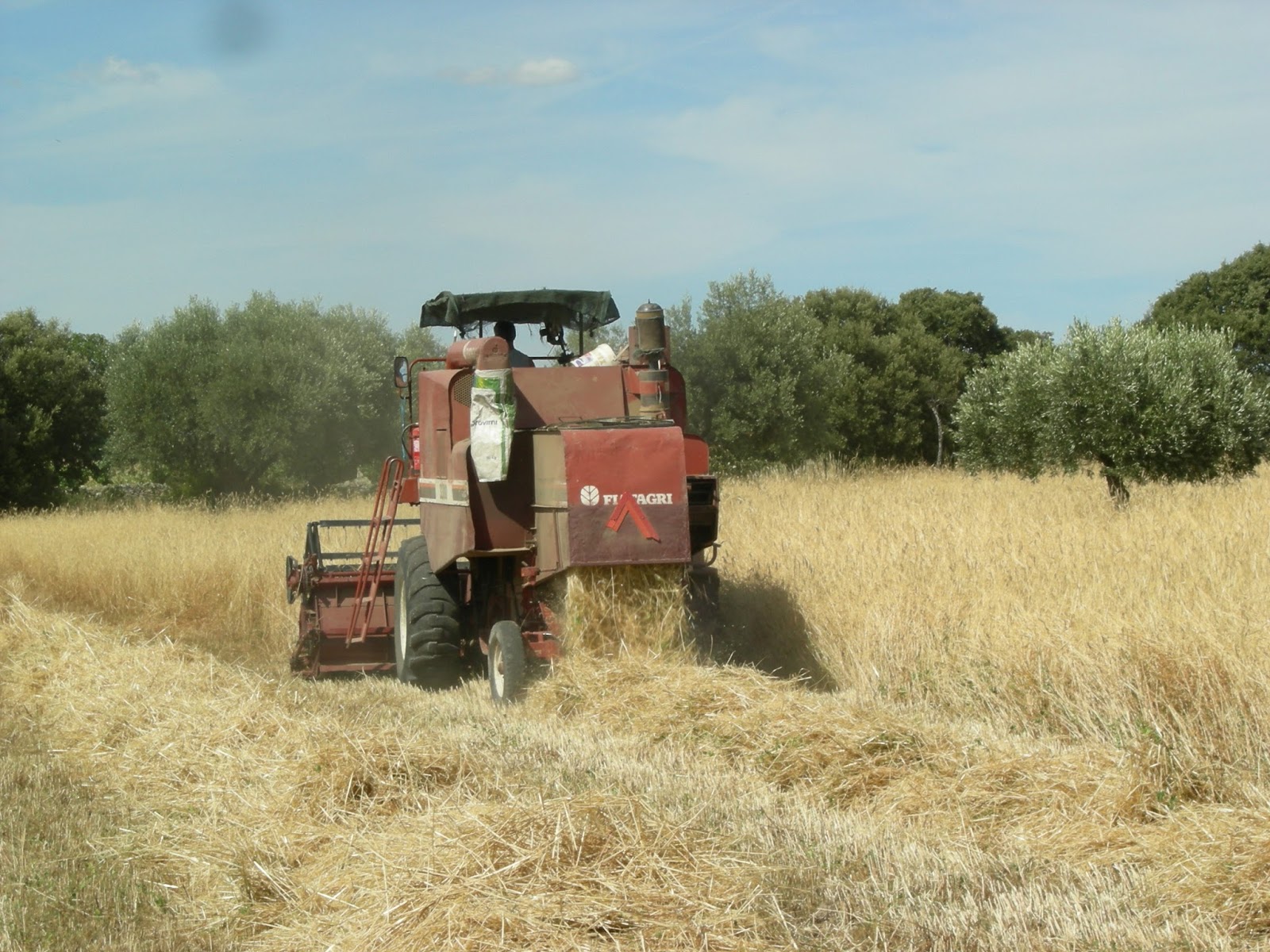 aGreste: Ceifa do centeio