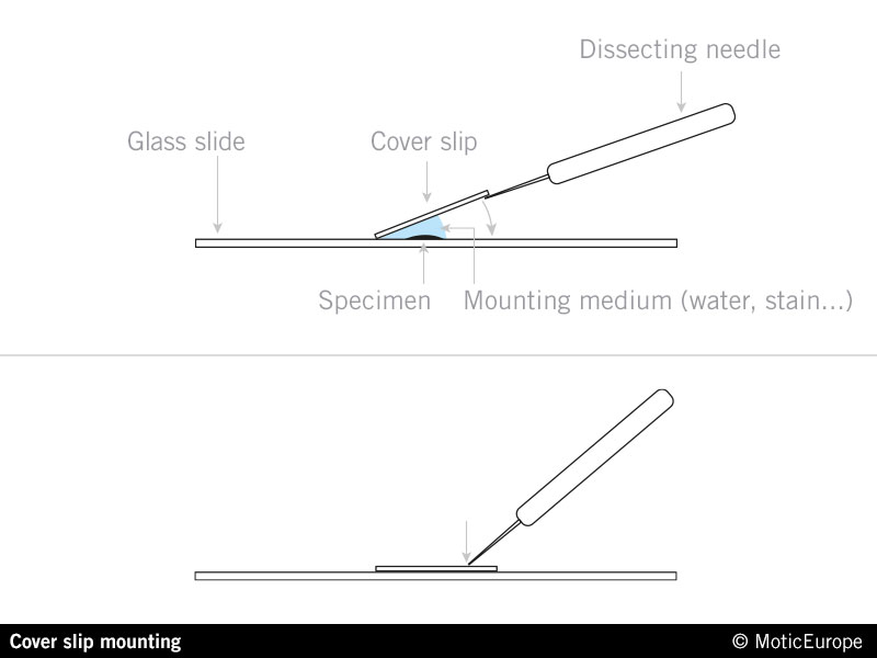Motic Europe | Blog: The microscope objective - the key issue for best ...