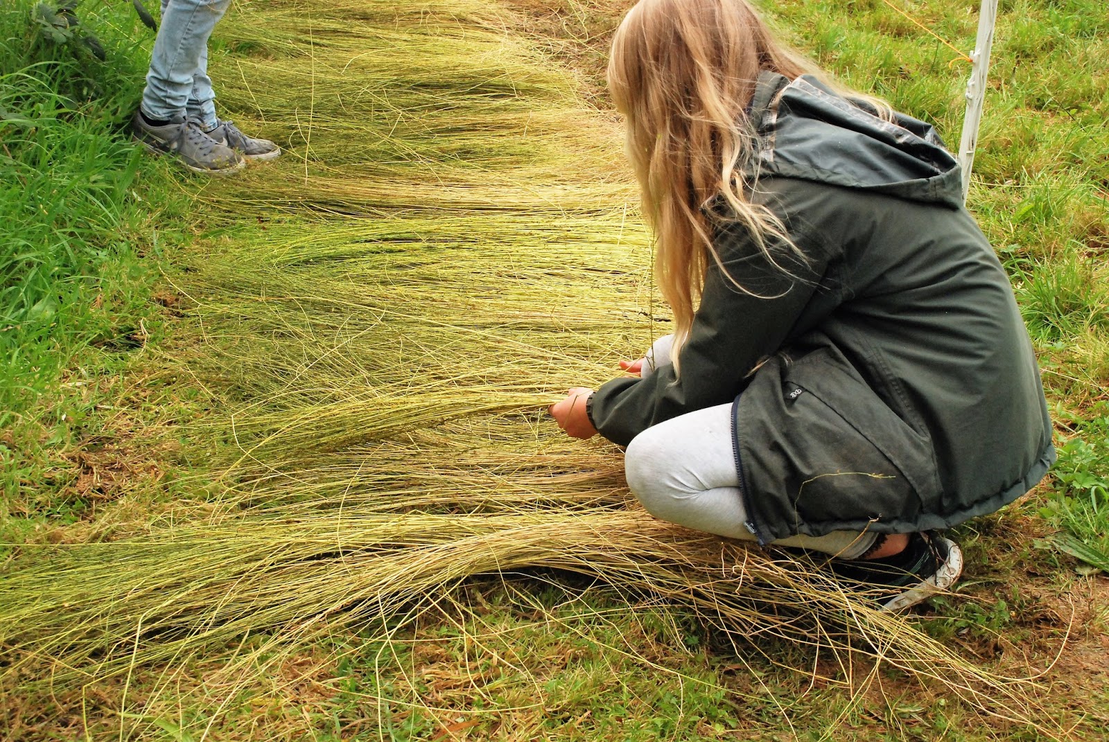 ALFA Secondary school - The Linen Project - Flax pulling, drying ...