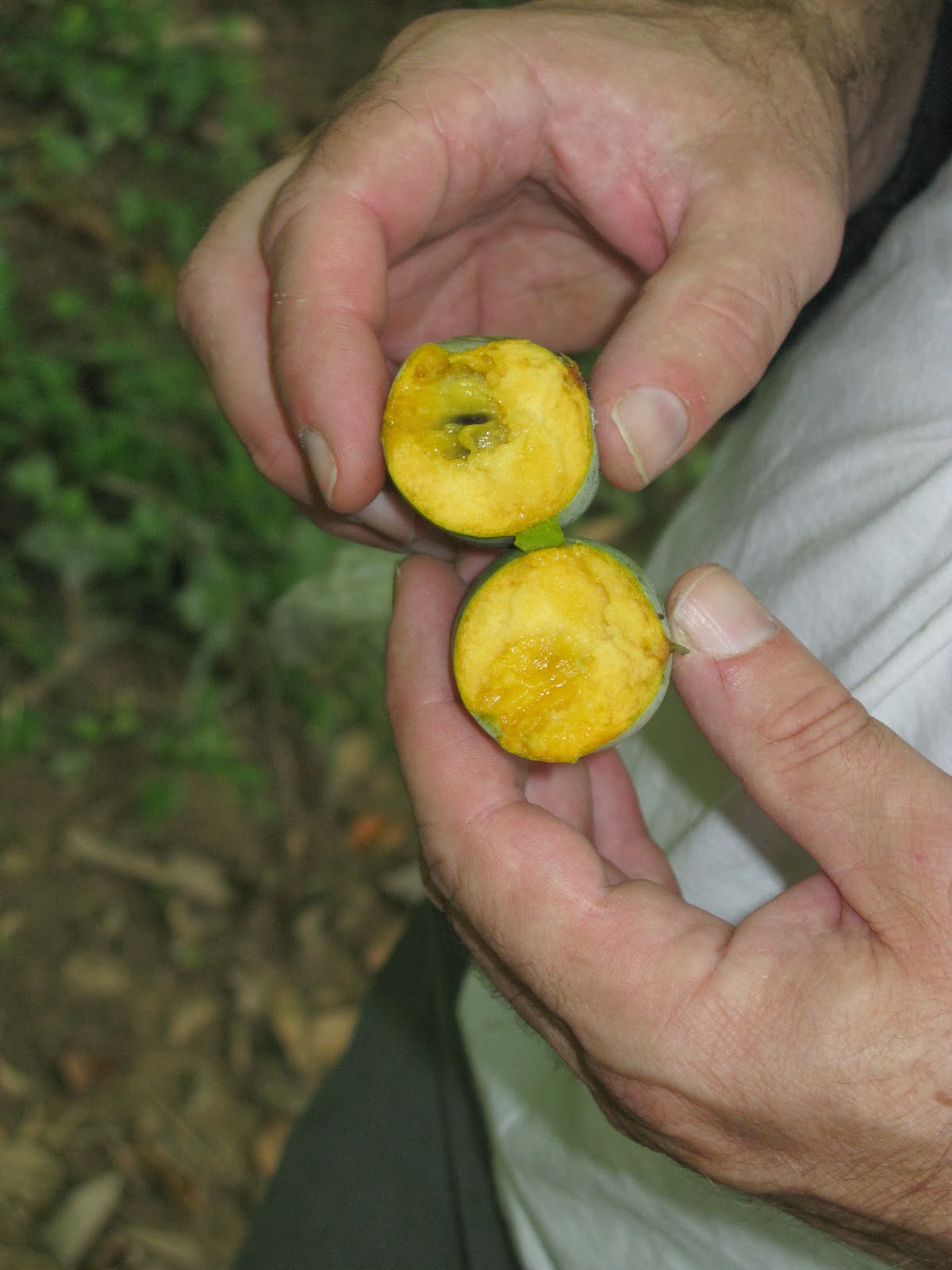 Two Peas in a Pod: Paw Paw Foraging