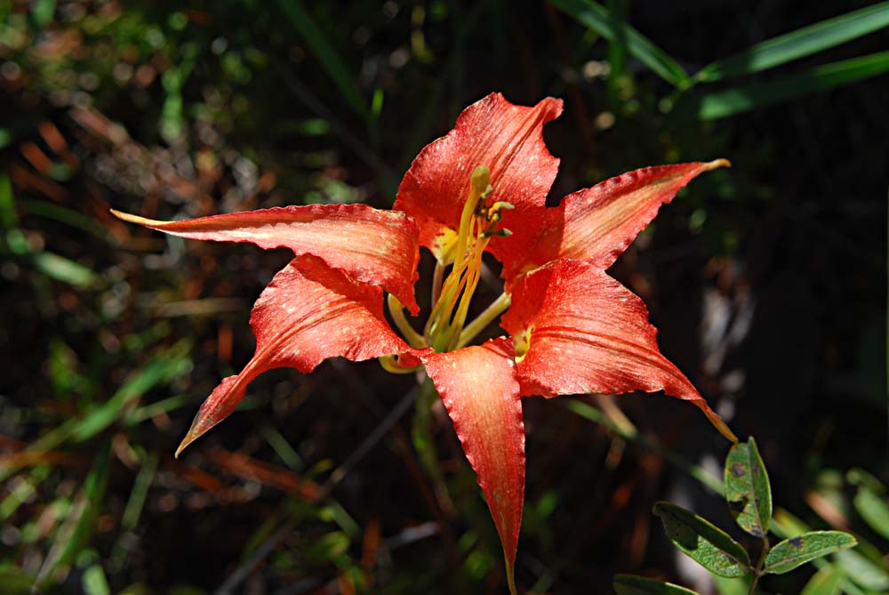 Space Coast Wildflowers: Tosohatchee WMA, October 2, 2011