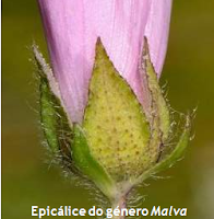 Plantas e Flores do Areal: Lavatera cretica L. = Malva multiflora