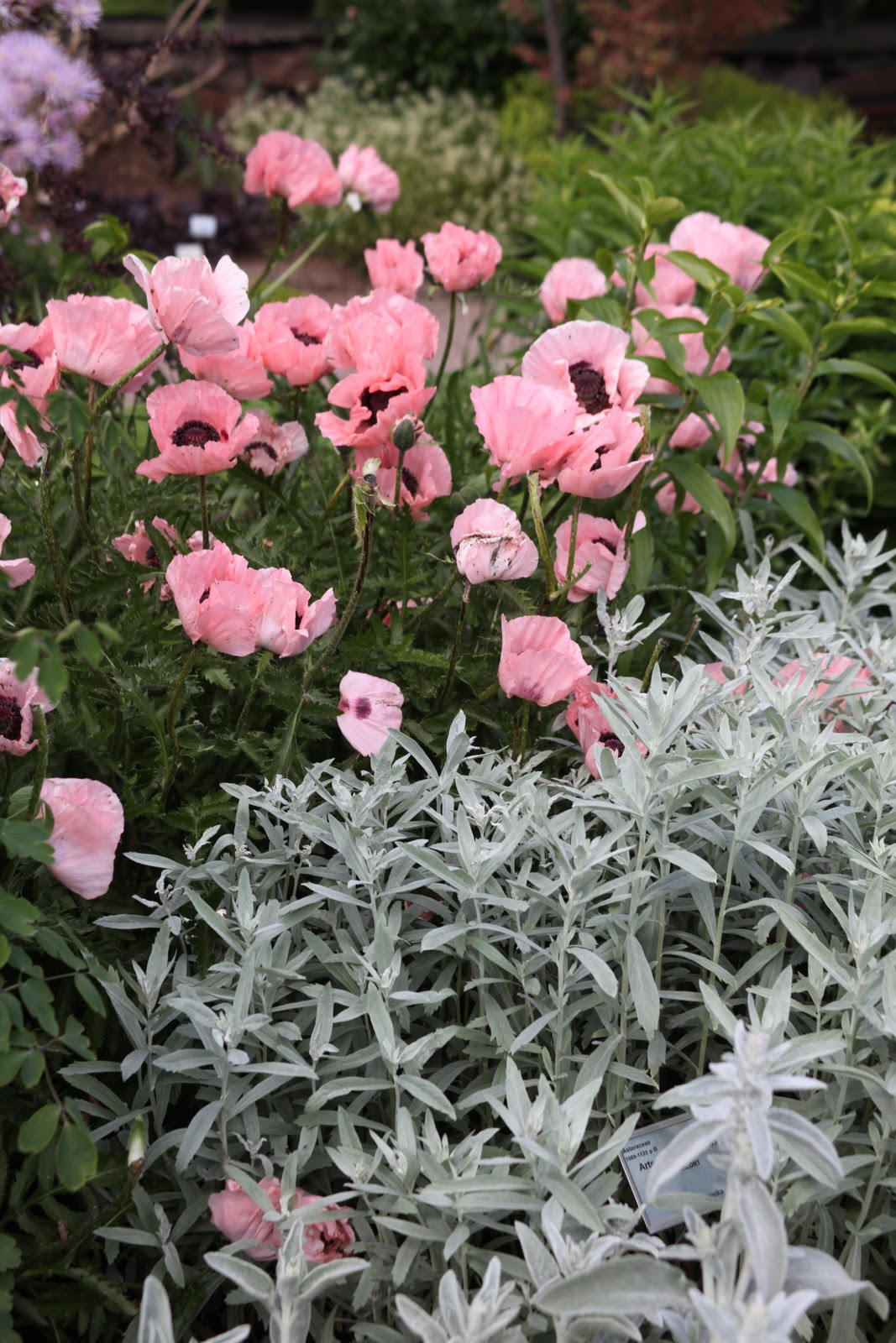 Garden Living: Sammenplanting med rosa blomster