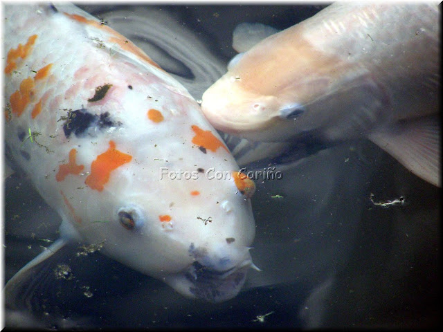 Fotos Con Cariño: Peces koi japoneses, Nishikigoi o carpas mordiéndose ...