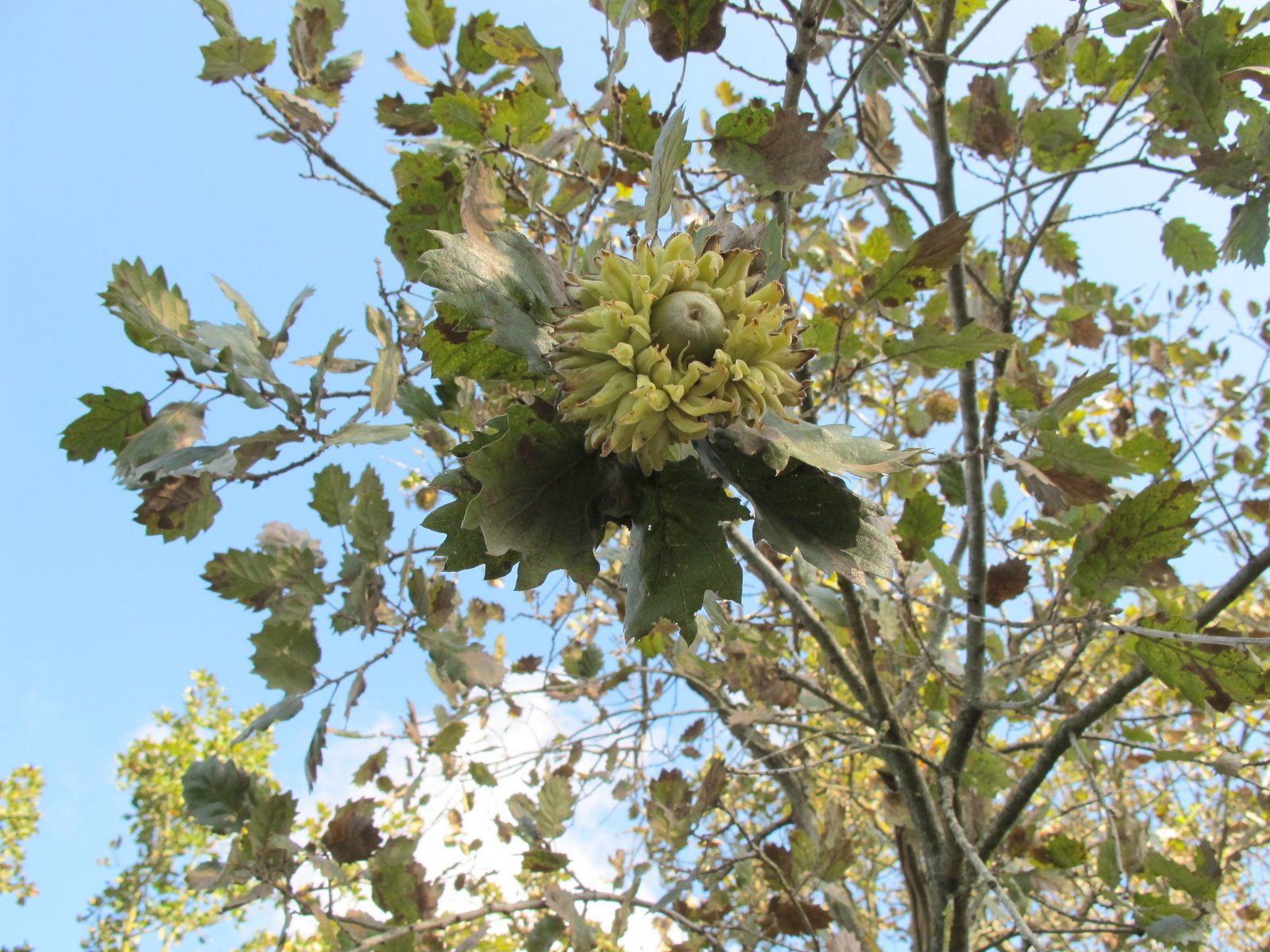FLORA NEL SALENTO e.. anche altrove: Quercus ithaburensis Decne. subsp ...