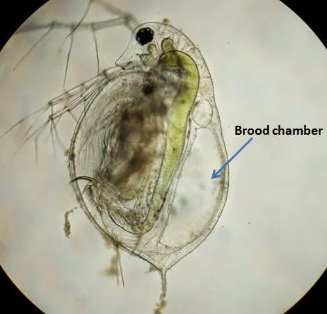 Daphnia