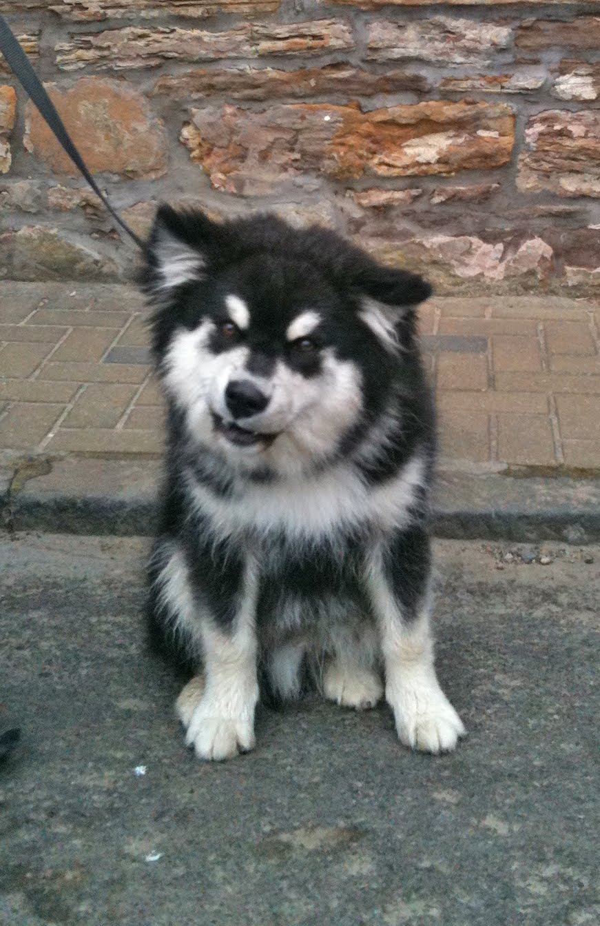 Infindigo Finnish Lapphunds: May 2011