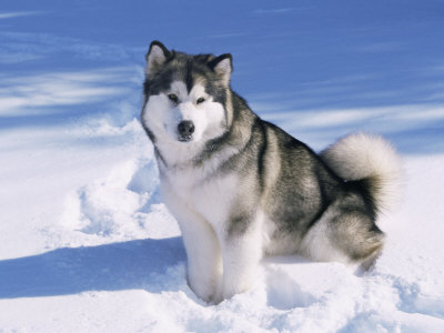 Perros y Gatos: Alaskan Malamute