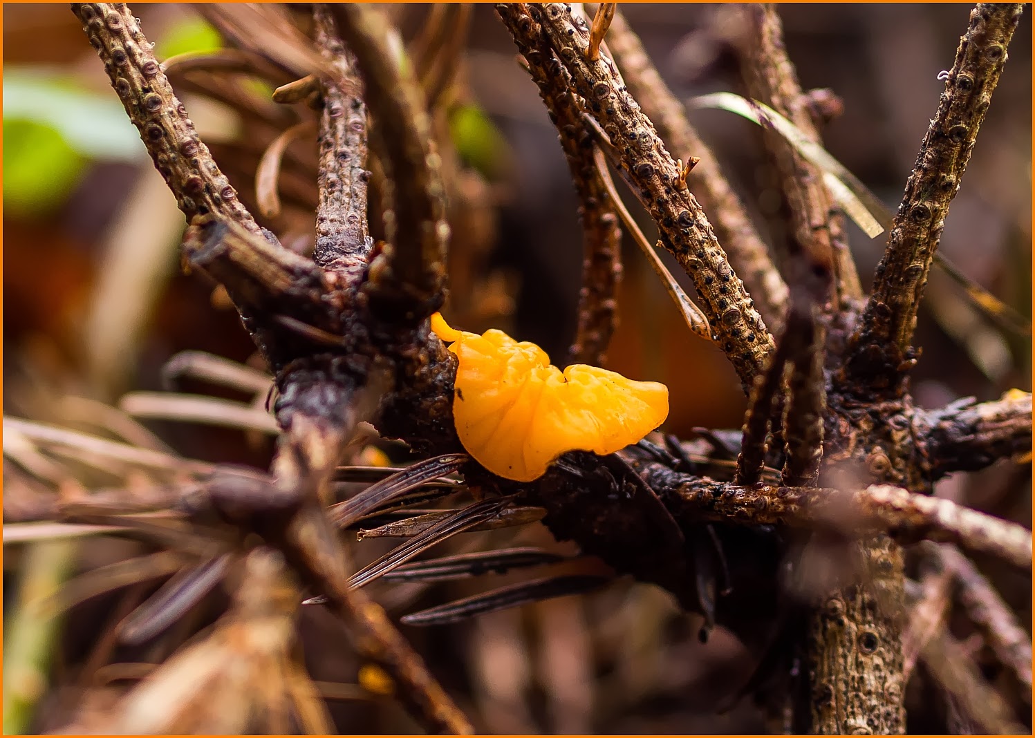 Calderdale Fungi - Halifax Scientific Society - Mycology Section ...